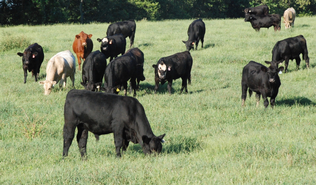 Weekly Market Highlights – Cattle Current Market Update